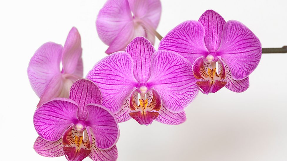 Darling - Jackie Kay poetry - National 5 English Revision - BBC ...