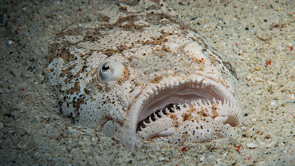 Creepy-looking creatures that lurk in our oceans - BBC Bitesize