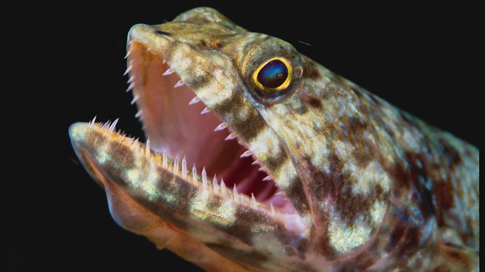 Creepy-looking creatures that lurk in our oceans - BBC Bitesize