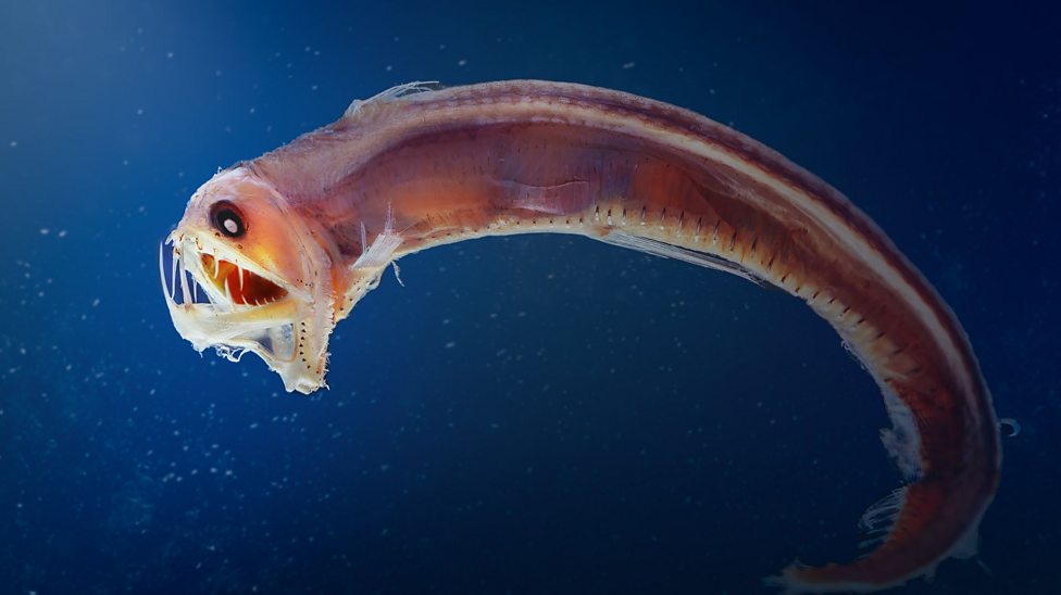 Creepy-looking creatures that lurk in our oceans - BBC Bitesize