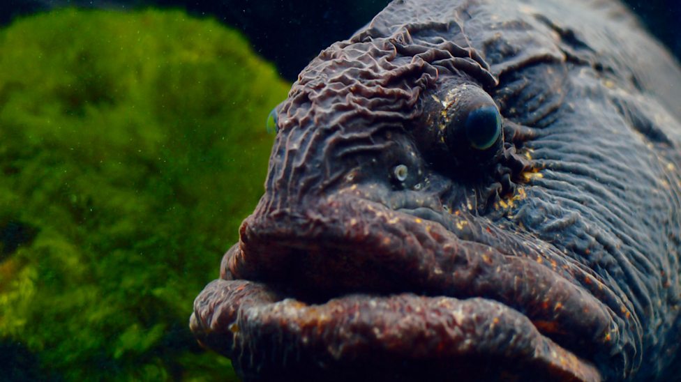 Creepy-looking creatures that lurk in our oceans - BBC Bitesize