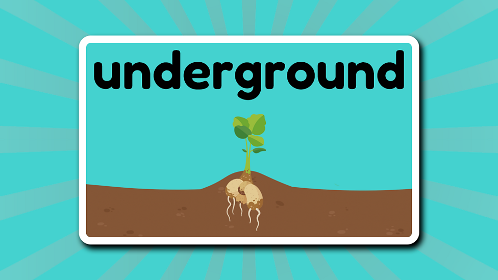 Glorious green plant vocabulary – KS1 English curriculum - BBC Bitesize