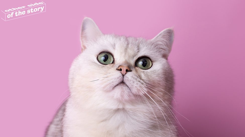 Very demure: what is demure and why is it trending? - BBC Bitesize