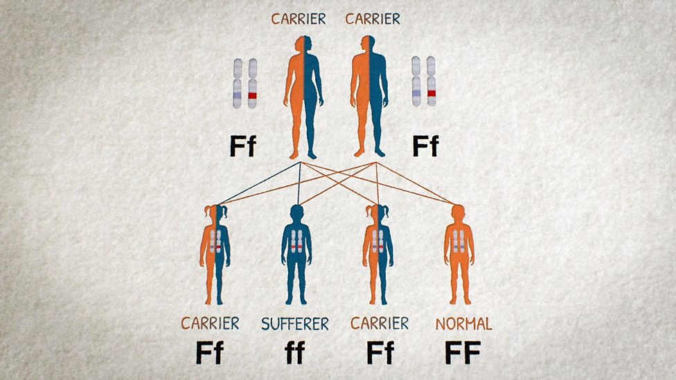 Genetics - GCSE Biology (Single Science) - BBC Bitesize