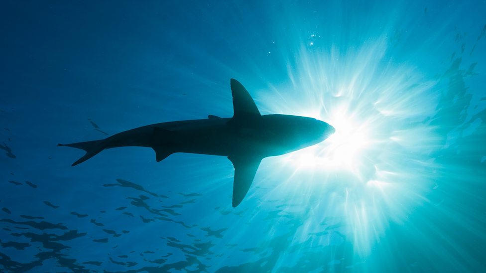 How do fish sleep and how do sharks get some shut eye while swimming ...