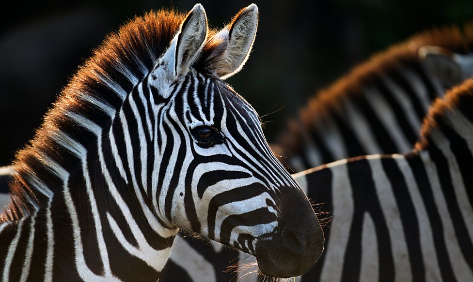 What's the opposite of nocturnal? Fun facts about diurnal animals ...