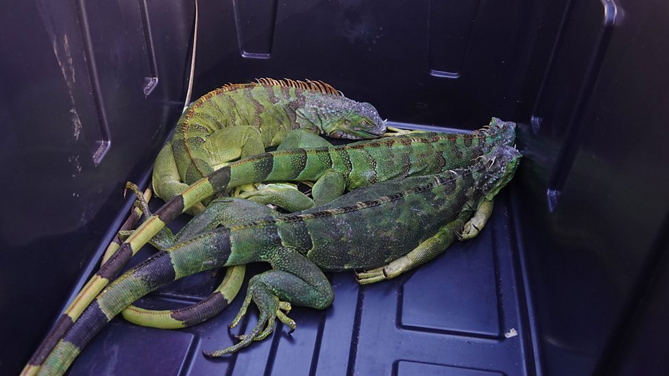 Why are iguanas freezing and falling out of trees in Florida? - BBC ...