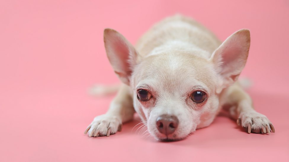 How much do you know about different dog breeds? - BBC Bitesize