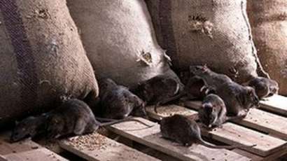 Por qué nos están invadiendo las ratas - BBC News Mundo