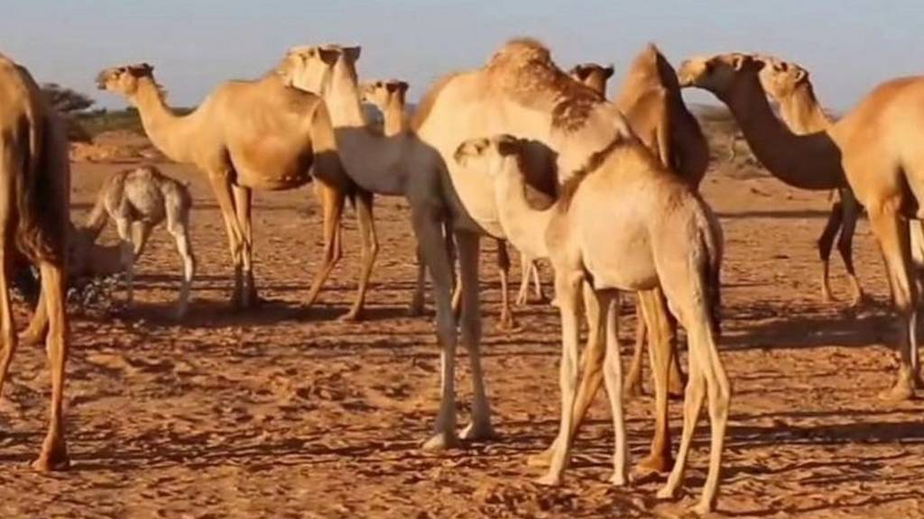 Duqeymo ka dhacay deegaanno u dhaw Balcad - Somali