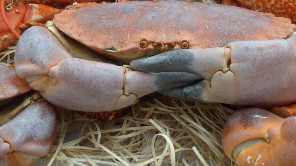 BBC Local Live: Devon & Cornwall Tuesday 11 August - BBC News