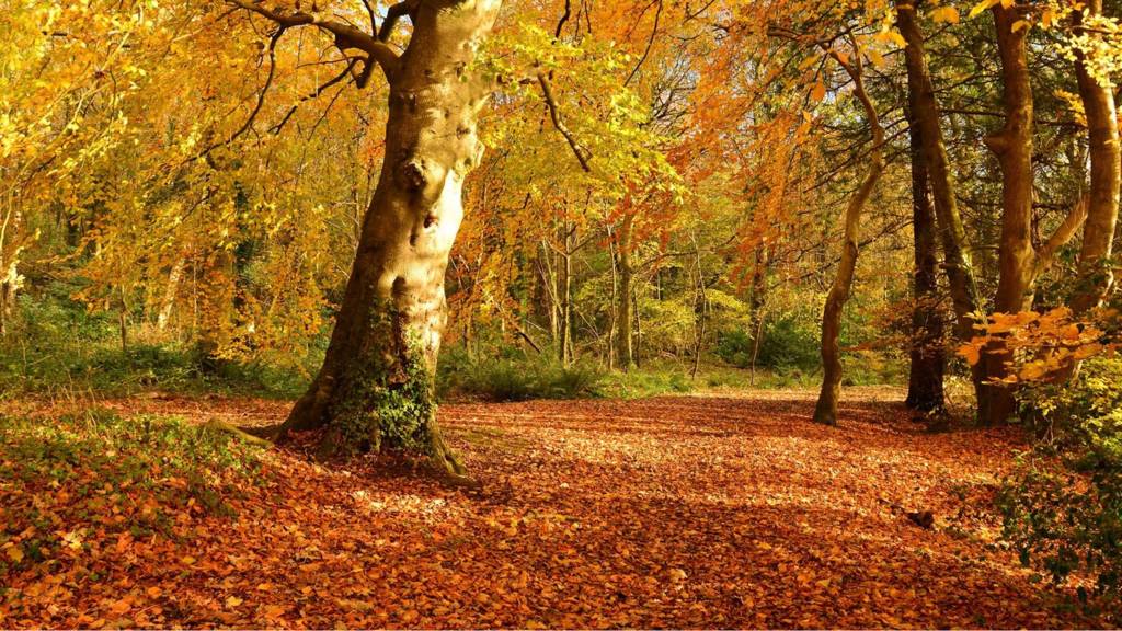 BBC News NI Live - Tuesday 8 November 2016 - BBC News