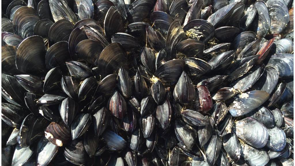 BBC Local Live: Devon & Cornwall Tuesday 7 April - BBC News