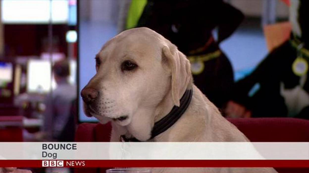 The British Barking Corporation - the best of the BBC dogs - BBC Three