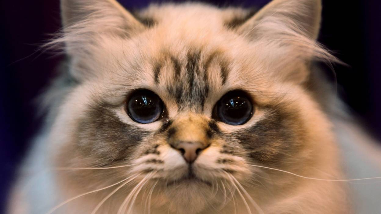 It's official: Cats are nice. But I'm not convinced - BBC Three