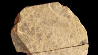 Human evolution - BBC News