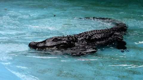 Alligators - BBC News