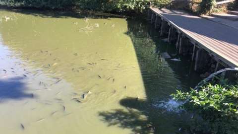 Rugby - Latest News, Headlines and Entertainment from the BBC