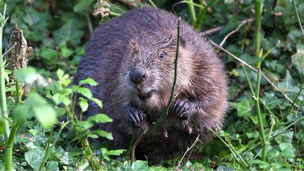 Environment - BBC News