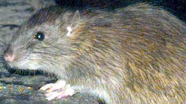 Rats - BBC News