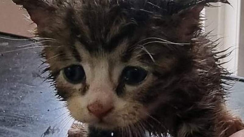 Cats - BBC News