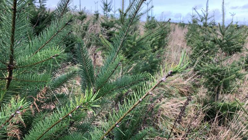 South Scotland - BBC News