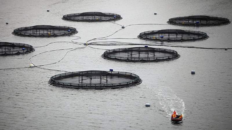 Fish Farming - BBC News