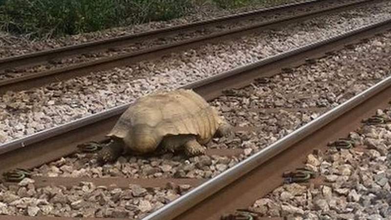 Rail travel - BBC News