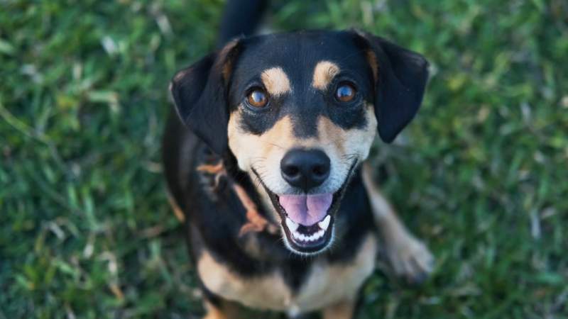 Dogs - BBC News Dogs - BBC News