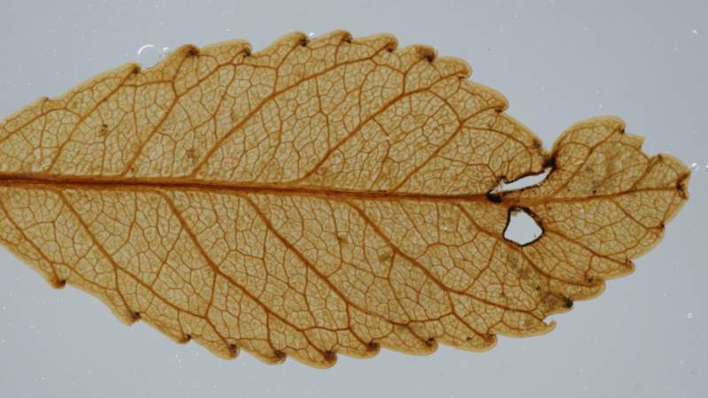 Justin Rowlatt, climate editor - BBC News