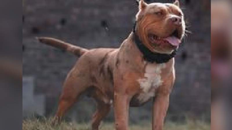 Dog attacks - BBC News