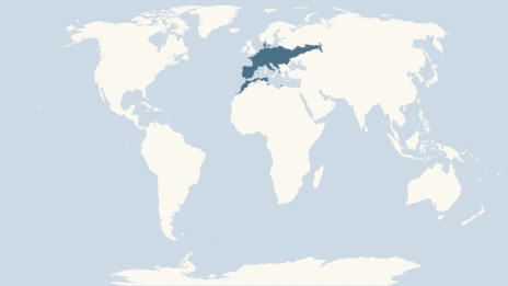 European Rabbit Australia