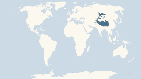 snow leopard at emaze Presentation