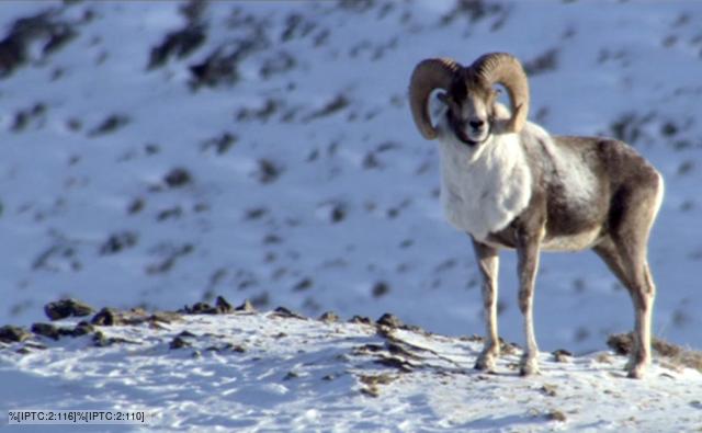 Argalis | Wiki | Wild Animals! Amino