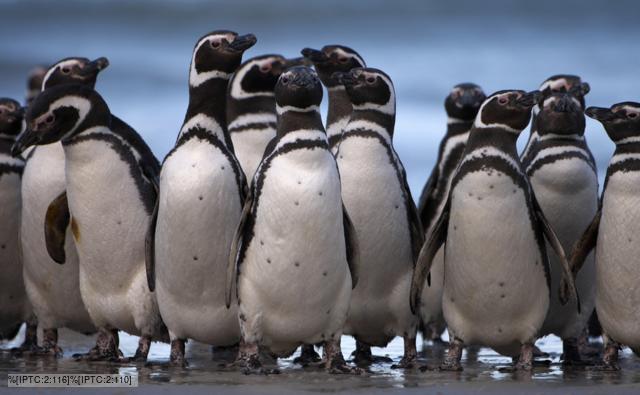 Banded penguin - Alchetron, The Free Social Encyclopedia