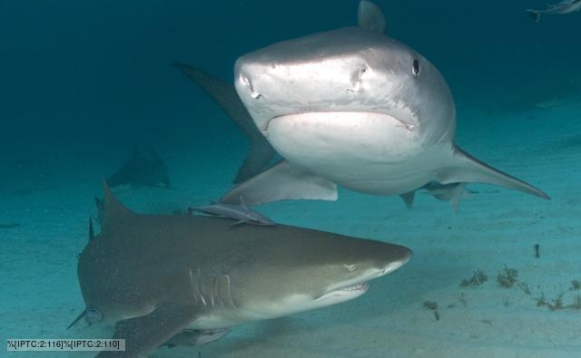 Carcharhiniformes - Alchetron, The Free Social Encyclopedia