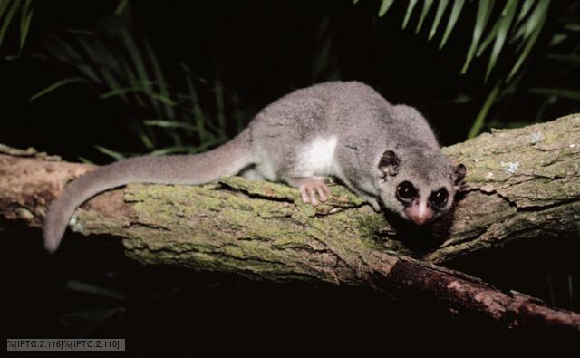 Cheirogaleidae - Alchetron, The Free Social Encyclopedia