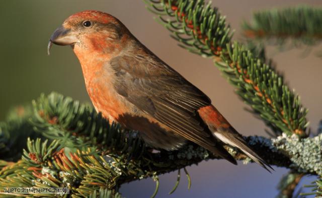 Crossbill - Alchetron, The Free Social Encyclopedia