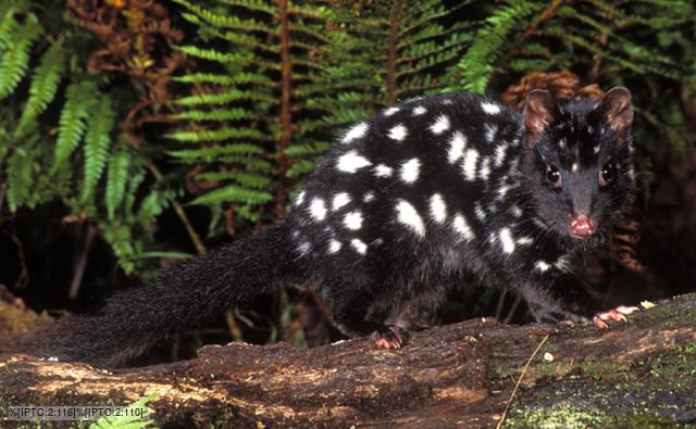 Dasyuridae - Alchetron, The Free Social Encyclopedia