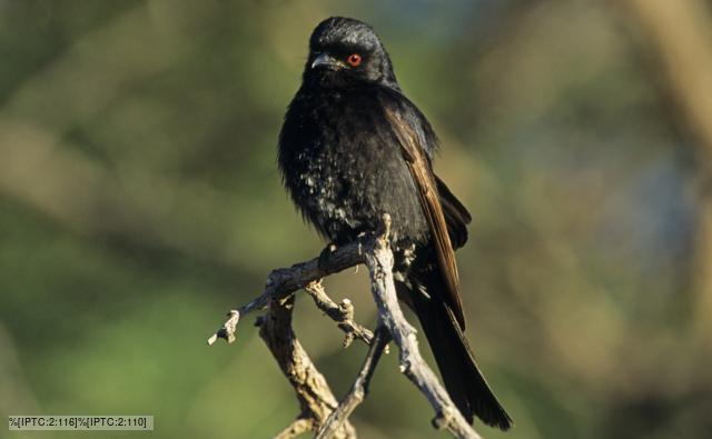 BBC Nature - Drongos videos, news and facts