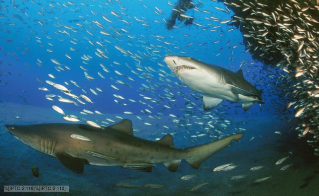 Lamniformes - Alchetron, The Free Social Encyclopedia