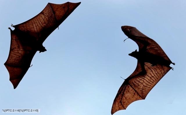 Megabat ~ Detailed Information | Photos | Videos