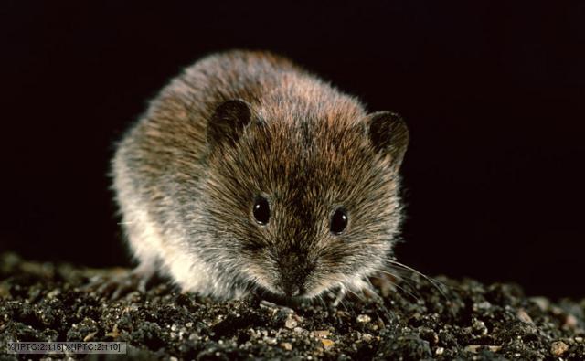 Bank vole - Alchetron, The Free Social Encyclopedia