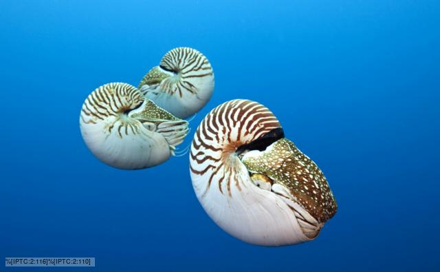 Nautilida - Alchetron, The Free Social Encyclopedia