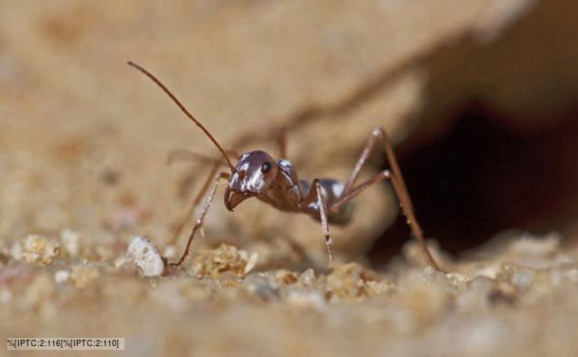 What is the awesomest species of ant? Why? : biology