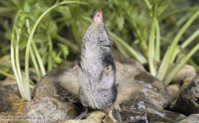 Soricomorpha - Alchetron, The Free Social Encyclopedia