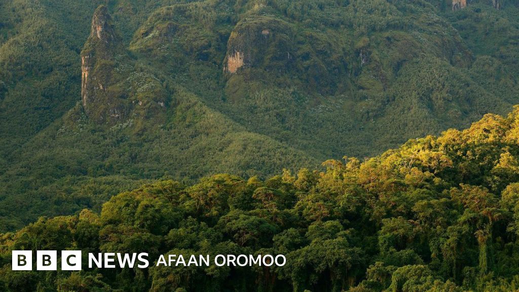 Paarkiin Gaarreen Baalee UNESCOtti galmaa'un maal fidee dhufa? - BBC ...