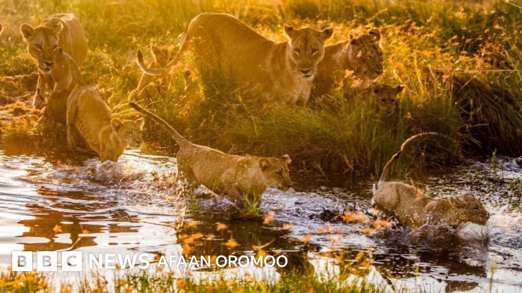 Leenci waraabessa rimaa yeeyyii irraa yeroo tiksu viidiyoon waraabame ...