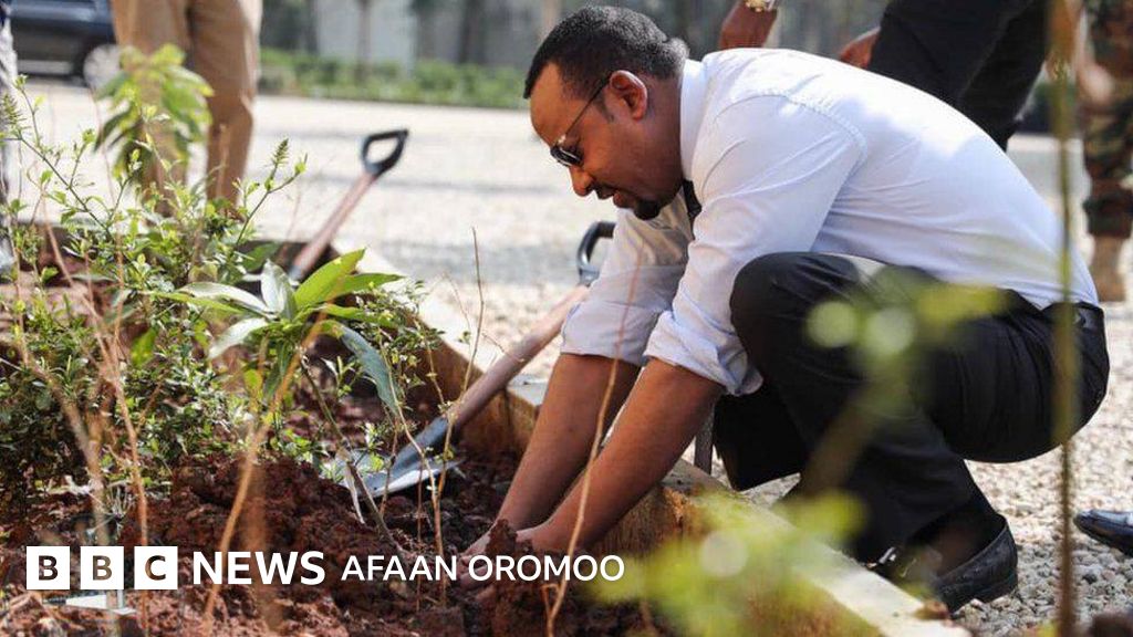 'Har'a xiiqiin biqiltuu dhalootaaf dabarsina jedheen dhaabuuf bahe ...