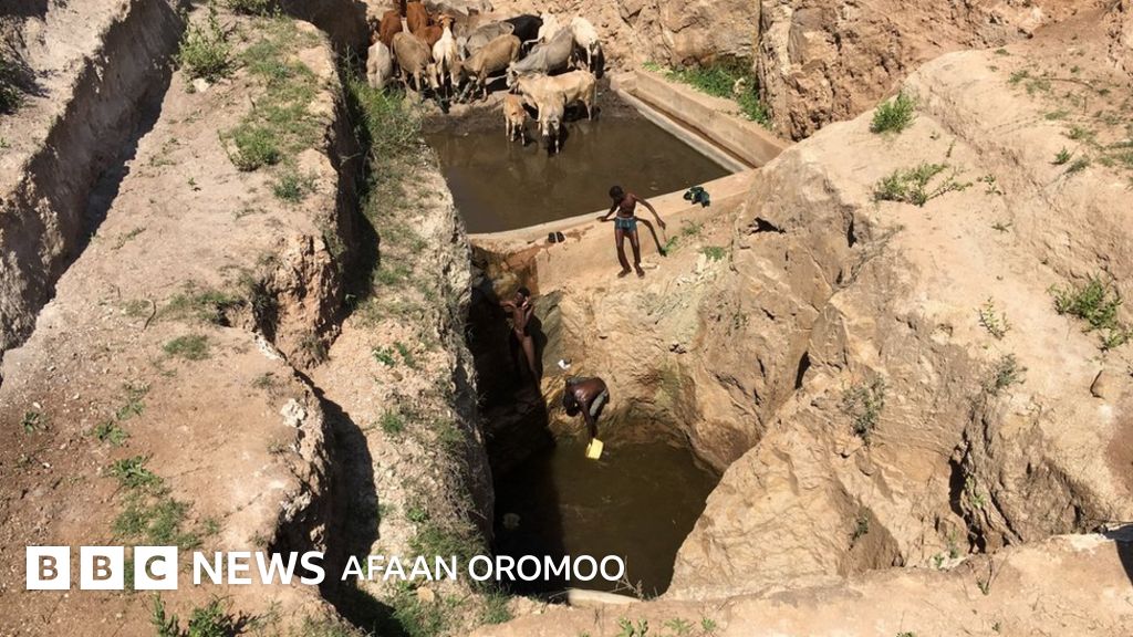 Waa’ee tulaa saglan Booranaa maal beektu? - BBC News Afaan Oromoo